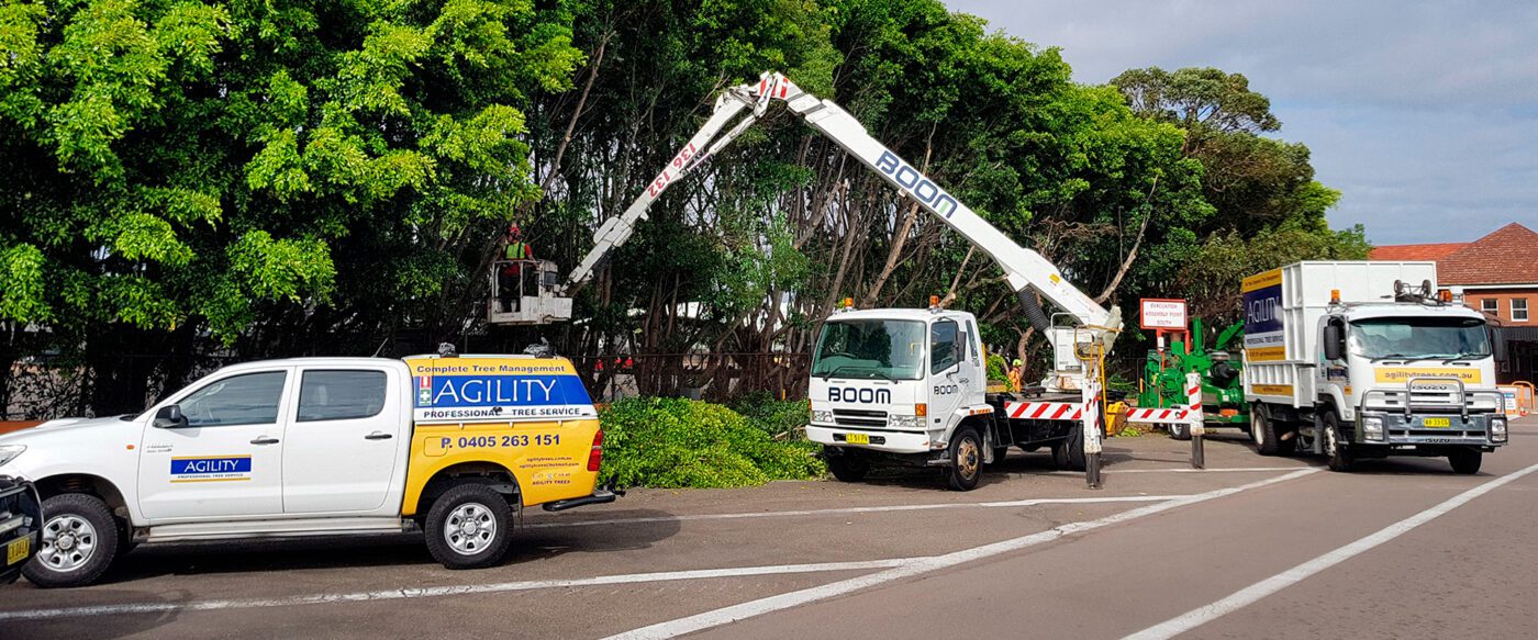 Arborist Website Design & Marketing - Agility Trees: Redback