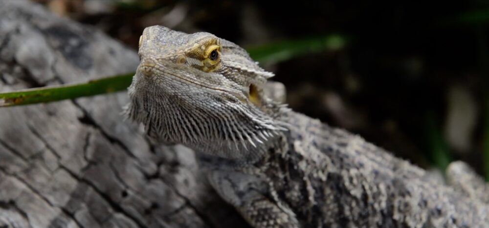 Government Social Media Campaign - NSW DPIE: Redback